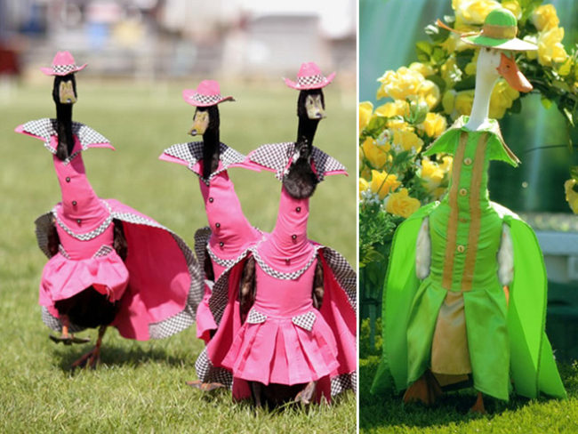 Did You Know There’s an Annual Duck Fashion Show In Australia? » Design ...