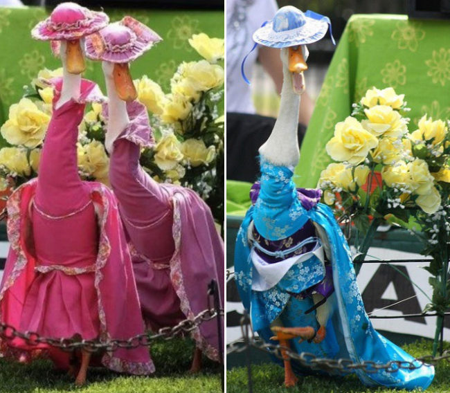 Did You Know There’s an Annual Duck Fashion Show In Australia? » Design ...