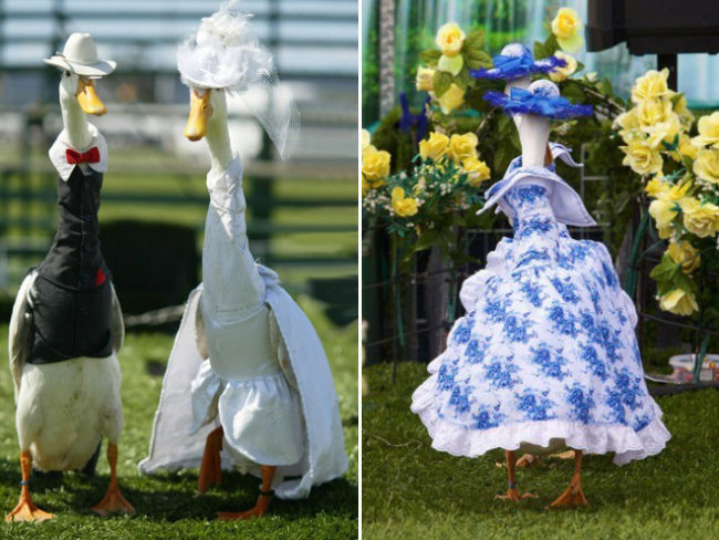 Did You Know There’s an Annual Duck Fashion Show In Australia? » Design ...