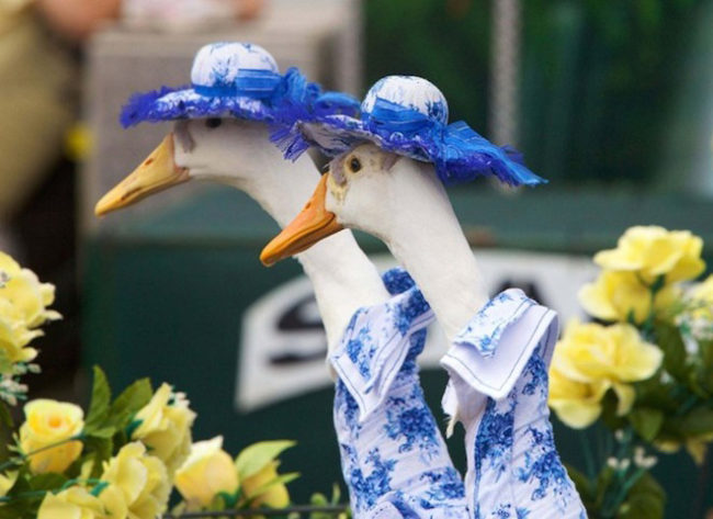 Did You Know There’s an Annual Duck Fashion Show In Australia? » Design ...