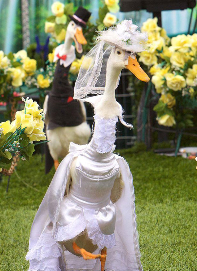 Did You Know There’s an Annual Duck Fashion Show In Australia? » Design ...