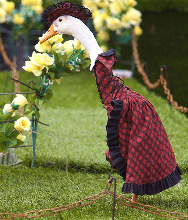 Did You Know There’s an Annual Duck Fashion Show In Australia? » Design ...
