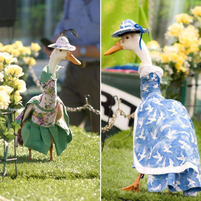 Did You Know There’s an Annual Duck Fashion Show In Australia? » Design ...