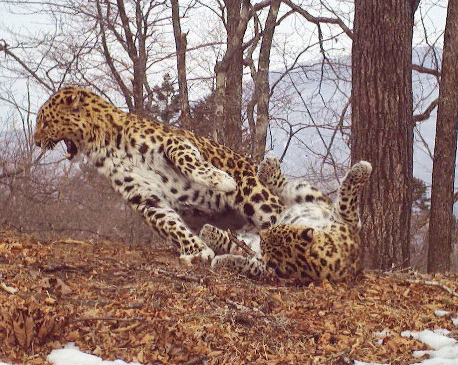 Rare and Charming Photos of A Leopard Couple Playing Love Games in A ...