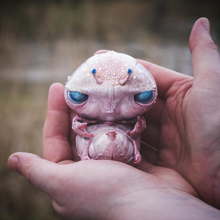 The Most Fantasy Creatures From Another World By Katyushka Dolls ...