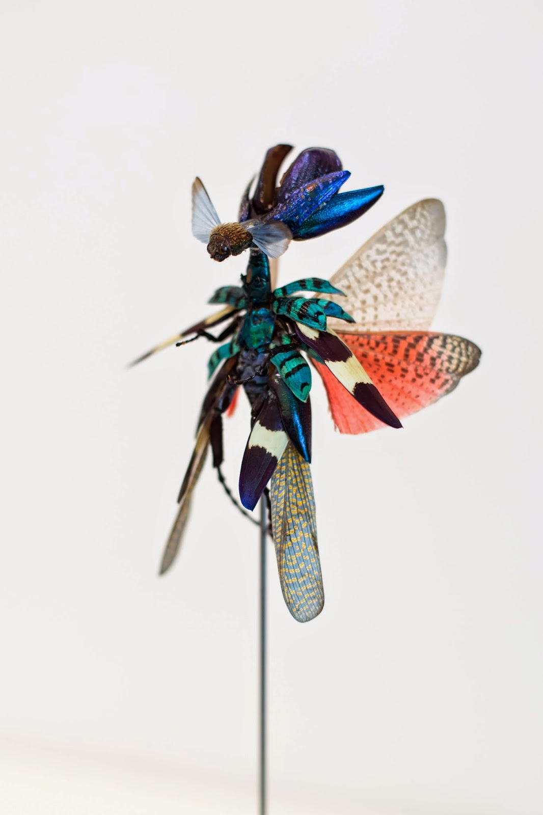 Creep Magic: An Artist Makes Fairies Out Of Dead Insects » Design You ...