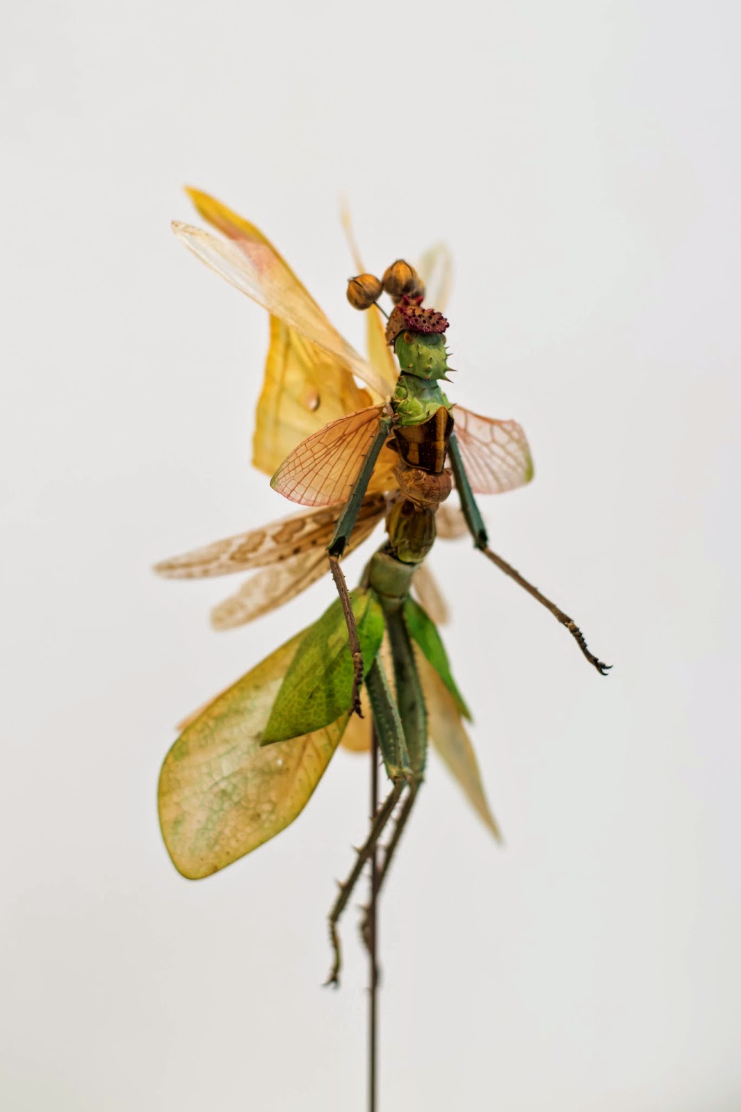 Creep Magic: An Artist Makes Fairies Out Of Dead Insects » Design You ...