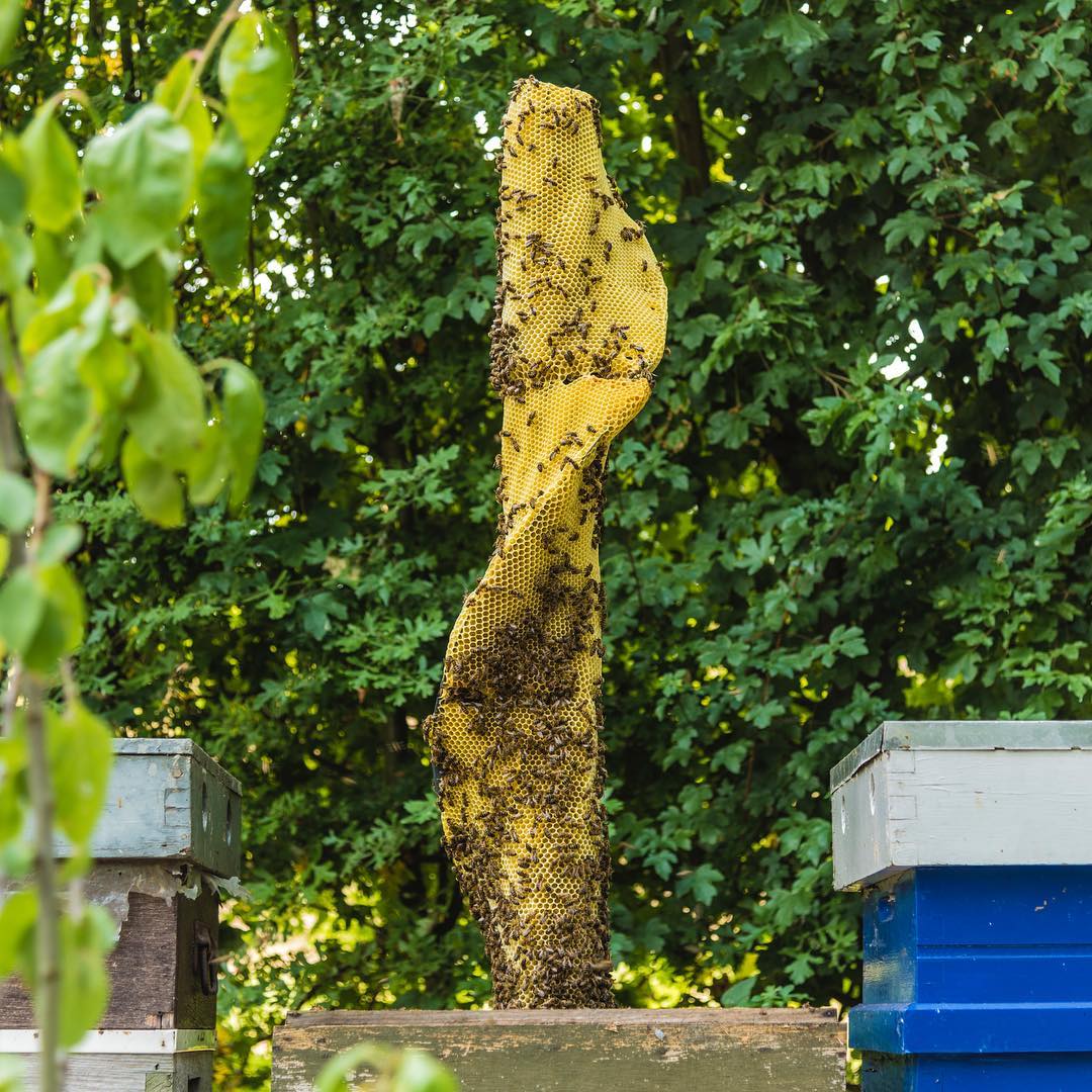 Impressive Honeycomb Sculptires by Tomáš Libertíny » Design You Trust ...