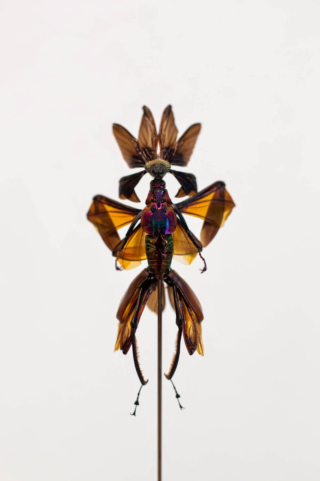 Creep Magic: An Artist Makes Fairies Out Of Dead Insects » Design You ...