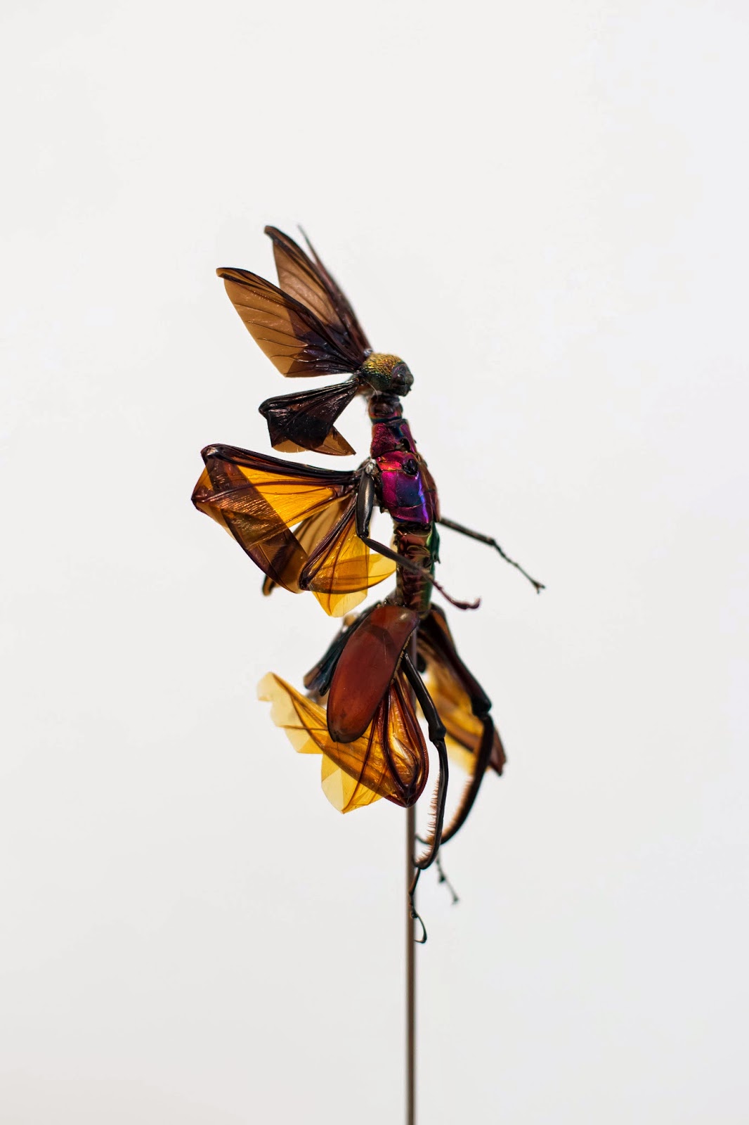Creep Magic: An Artist Makes Fairies Out Of Dead Insects » Design You ...
