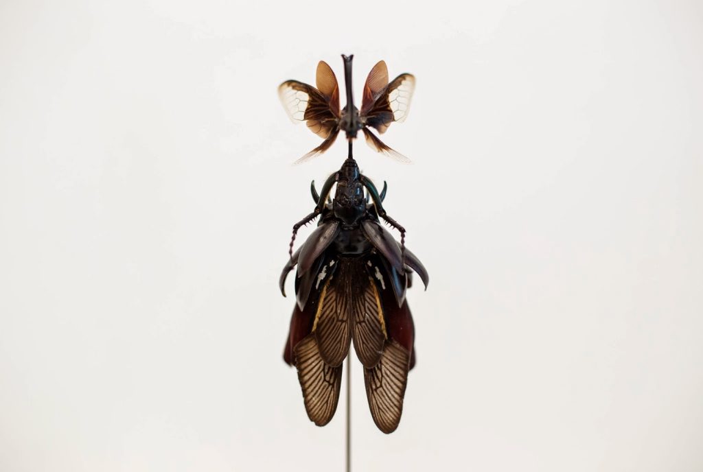 Creep Magic: An Artist Makes Fairies Out Of Dead Insects » Design You ...