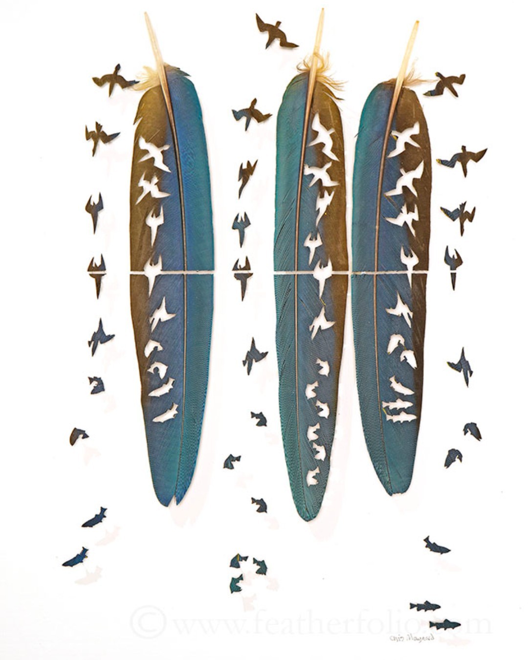 Incredible Feather Artworks by Chris Maynard » Design You Trust ...