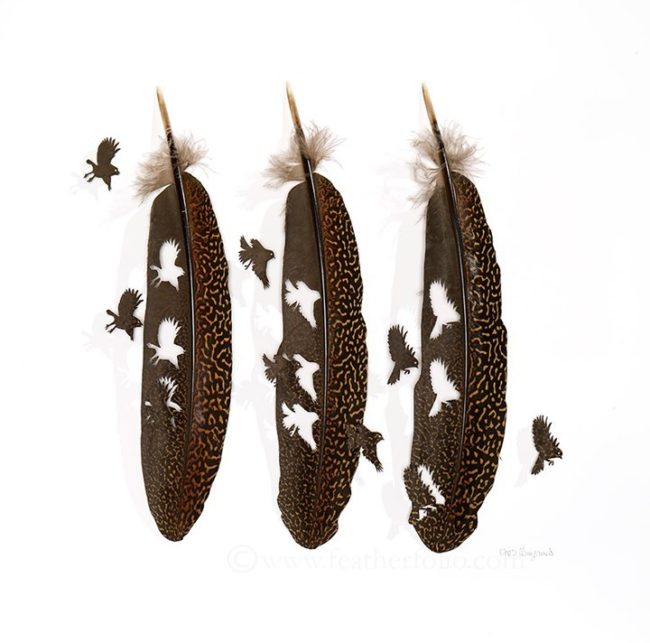 Incredible Feather Artworks by Chris Maynard » Design You Trust ...