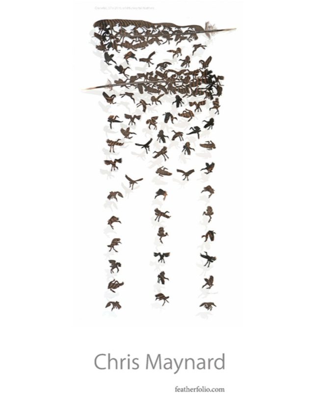 Incredible Feather Artworks by Chris Maynard » Design You Trust ...