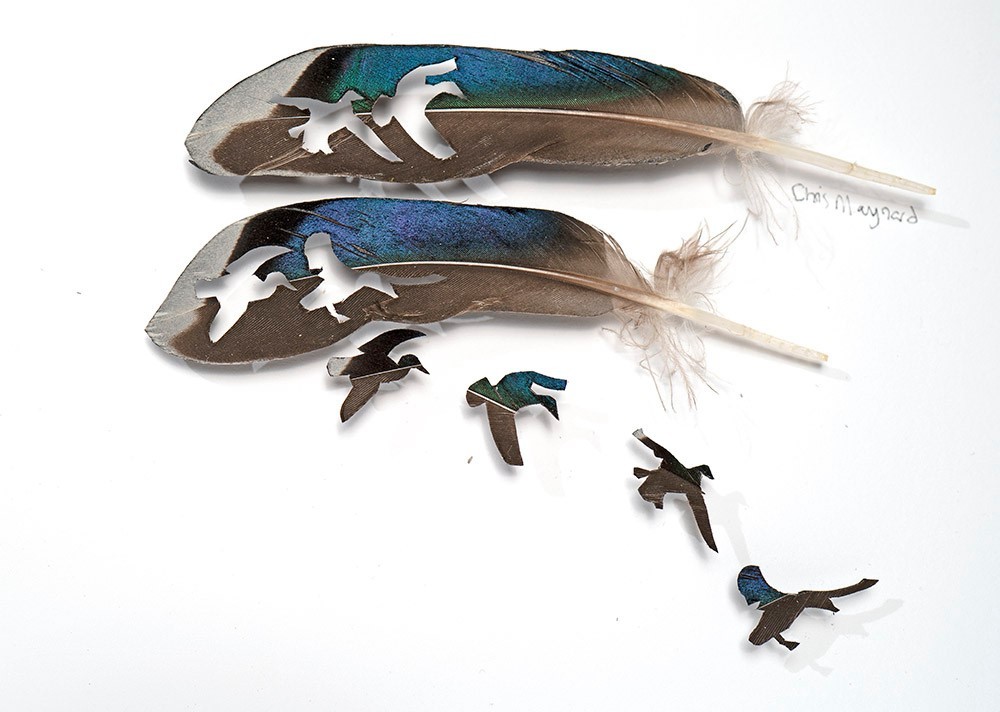 Incredible Feather Artworks by Chris Maynard » Design You Trust ...