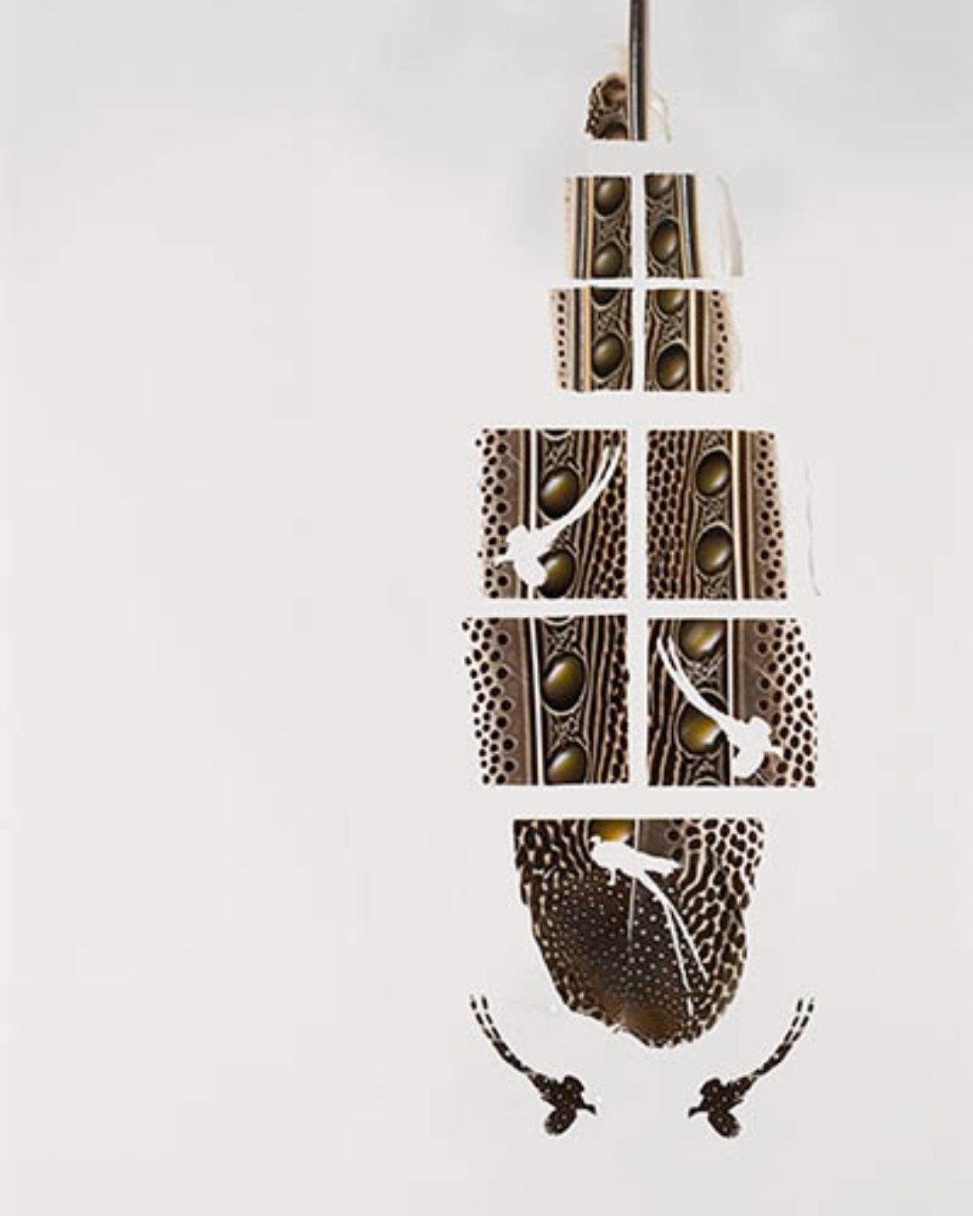 Incredible Feather Artworks by Chris Maynard » Design You Trust ...