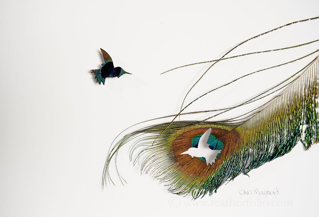 Incredible Feather Artworks by Chris Maynard » Design You Trust ...