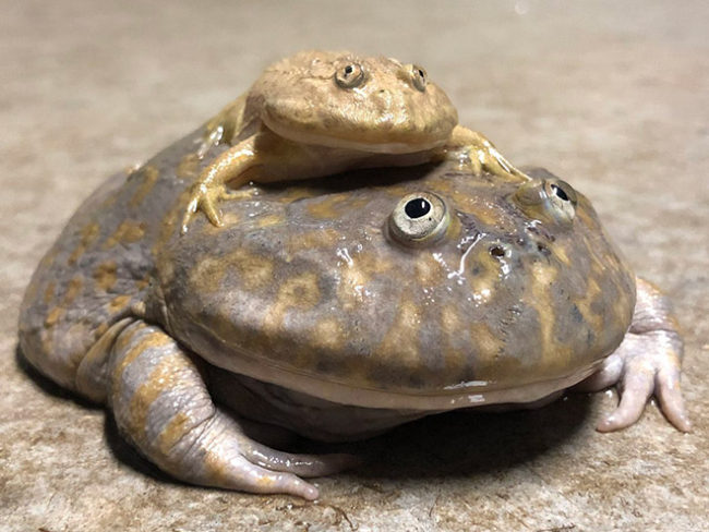 Budgett’s Frog Looks Like Someone Tried To Draw Normal Frog From Memory ...