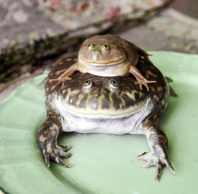 Budgett’s Frog Looks Like Someone Tried To Draw Normal Frog From Memory ...
