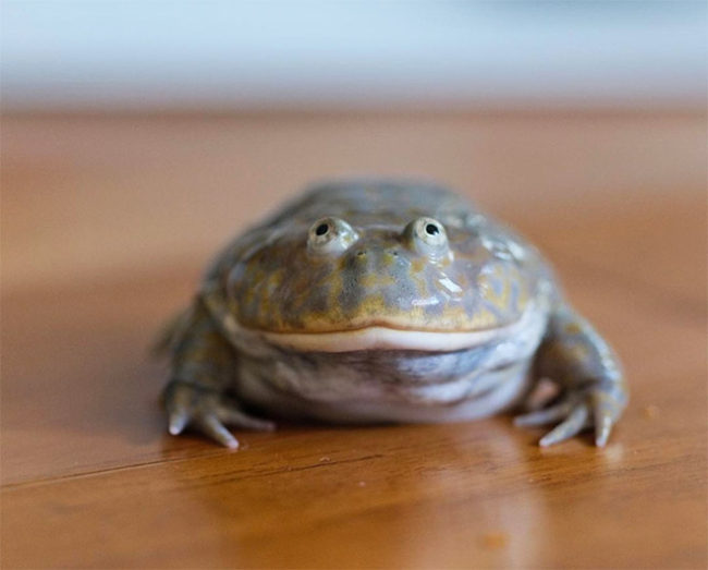 Budgett’s Frog Looks Like Someone Tried To Draw Normal Frog From Memory ...
