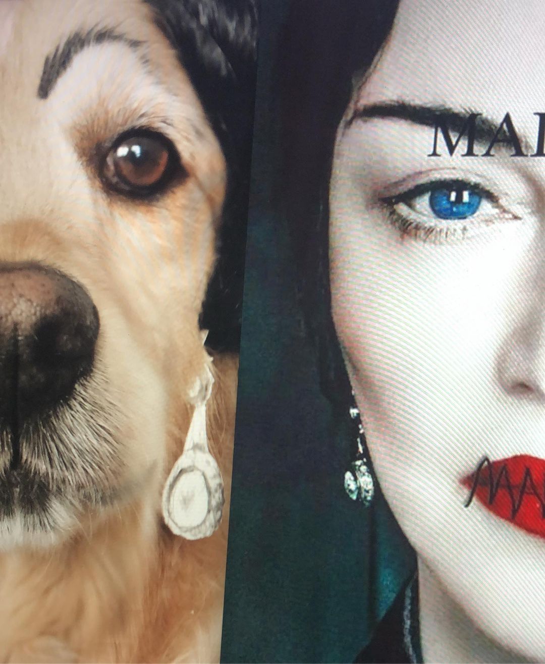 This Dog Perfectly Recreated Madonna’s Iconic Photos » Design You Trust ...