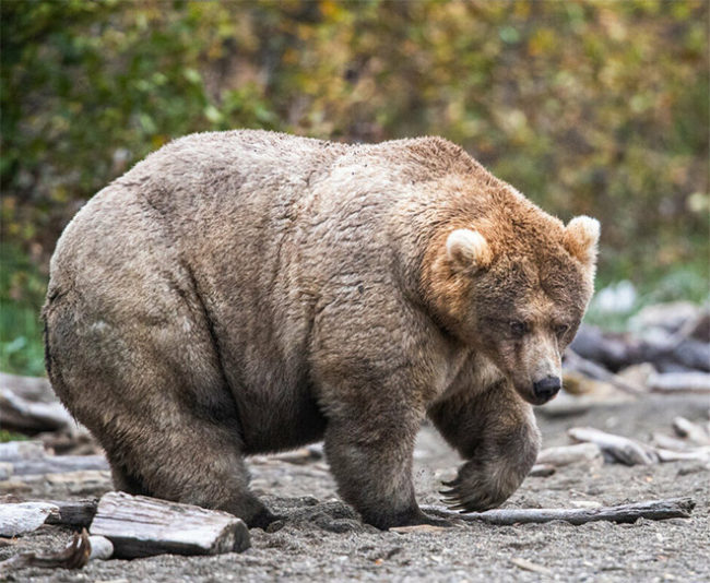 “Fat Bear Week” Contest Finds The Alaska’s Bulkiest Bear of 2022 ...