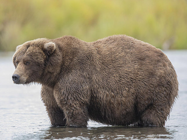 “Fat Bear Week” Contest Finds The Alaska’s Bulkiest Bear of 2022 ...