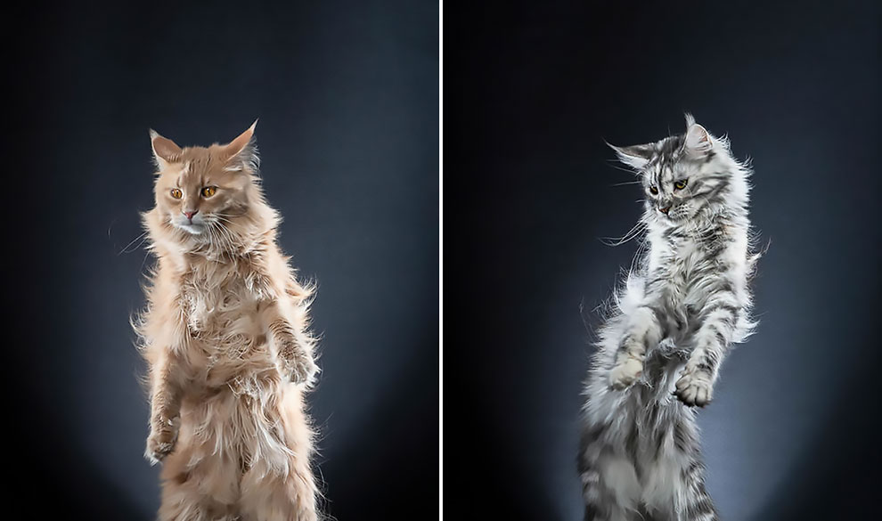 Hilarious Standing Cat Photos Taken by Swiss Photographer Alexis ...