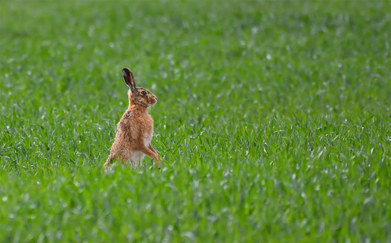 Royal Society for the Prevention of Cruelty to Animals: Young ...