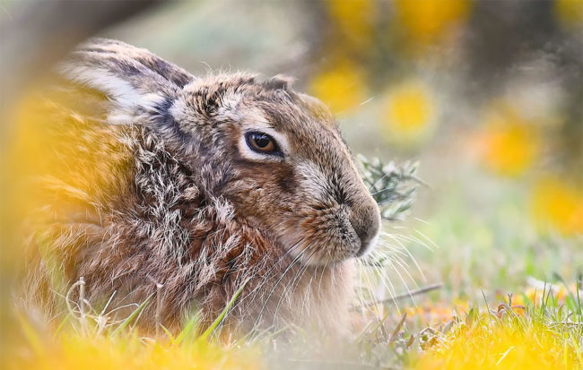 Royal Society for the Prevention of Cruelty to Animals: Young ...