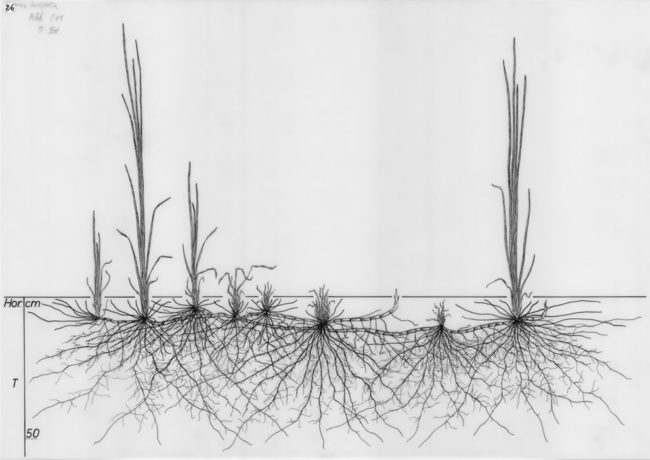 Discover the Fascinating World of Plant Root Systems with Erwin ...