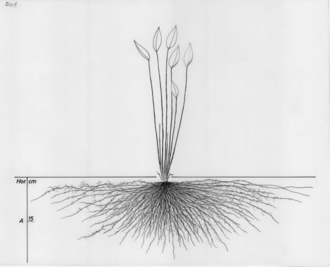 Discover the Fascinating World of Plant Root Systems with Erwin ...