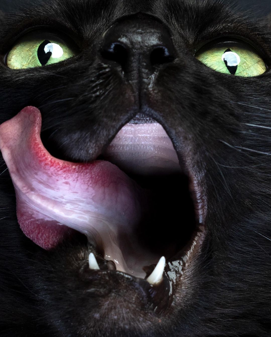 Catographer Nils Jacobi Captures Whimsical Cat Portrait » Design You ...