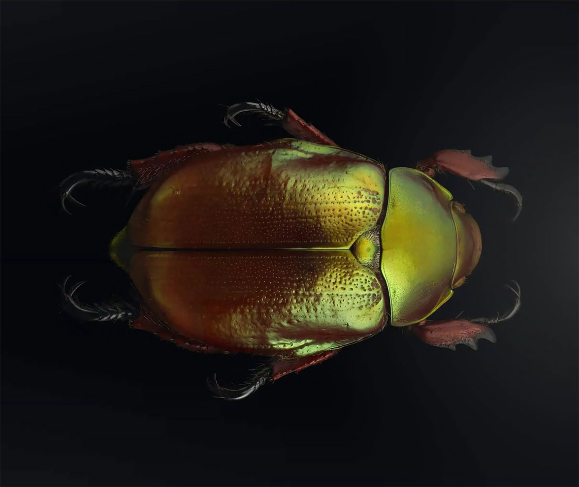 Magnificent Microcosms: Captivating Images of Imperiled Insects ...