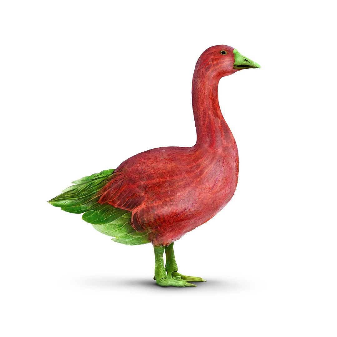 Artist Creates Surreal Photo Manipulations Using Animals, Plants ...