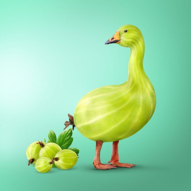 Artist Creates Surreal Photo Manipulations Using Animals, Plants ...