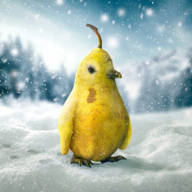 Artist Creates Surreal Photo Manipulations Using Animals, Plants ...