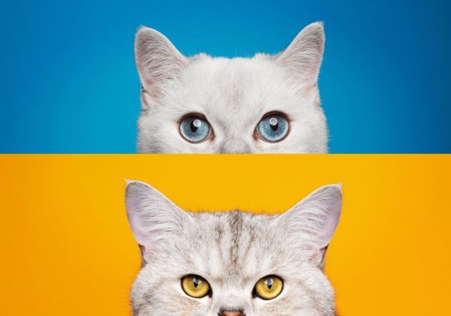 Catographer Nils Jacobi Captures Whimsical Cat Portrait » Design You ...