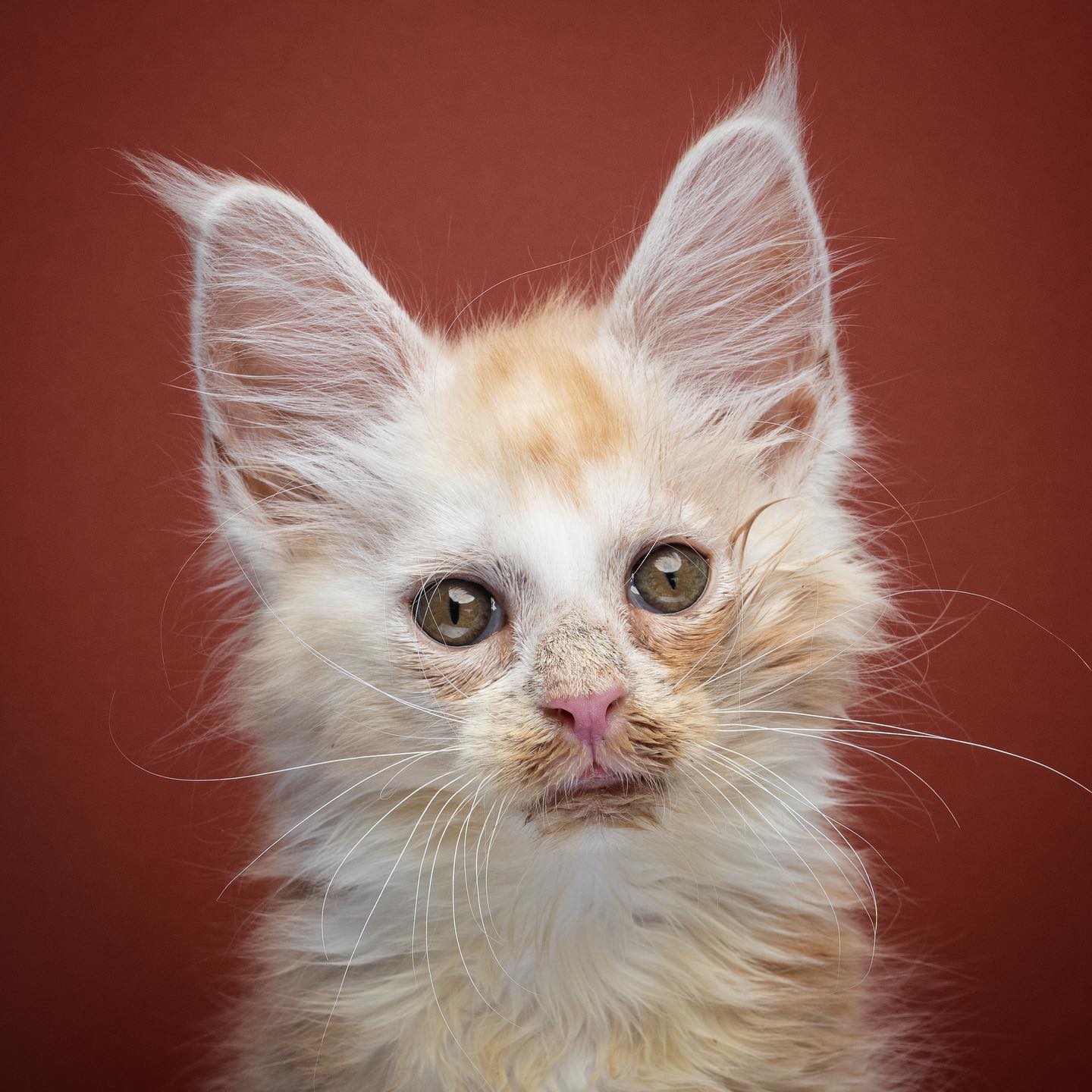 Catographer Nils Jacobi Captures Whimsical Cat Portrait » Design You ...