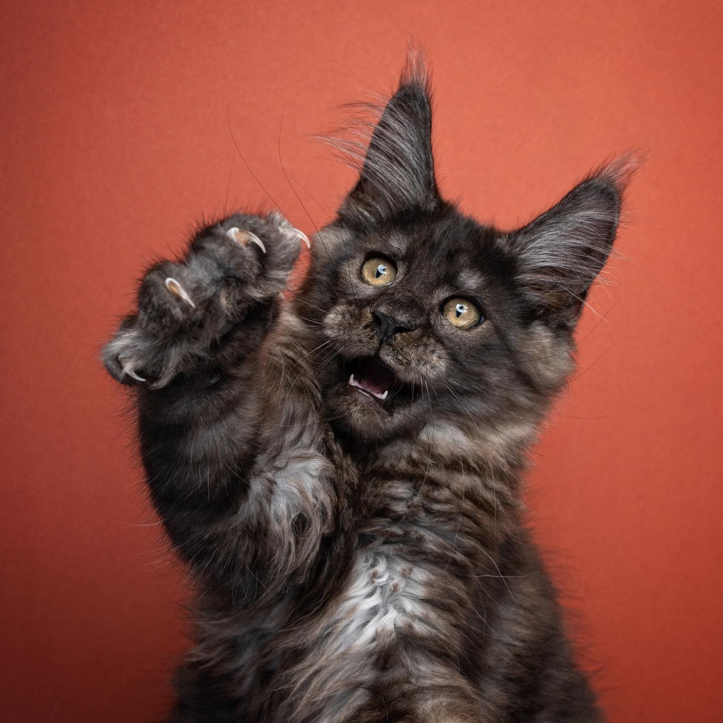 Catographer Nils Jacobi Captures Whimsical Cat Portrait » Design You ...