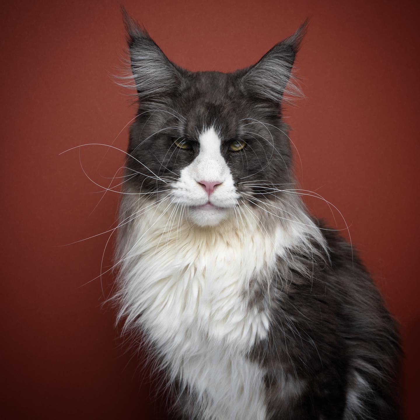 Catographer Nils Jacobi Captures Whimsical Cat Portrait » Design You ...