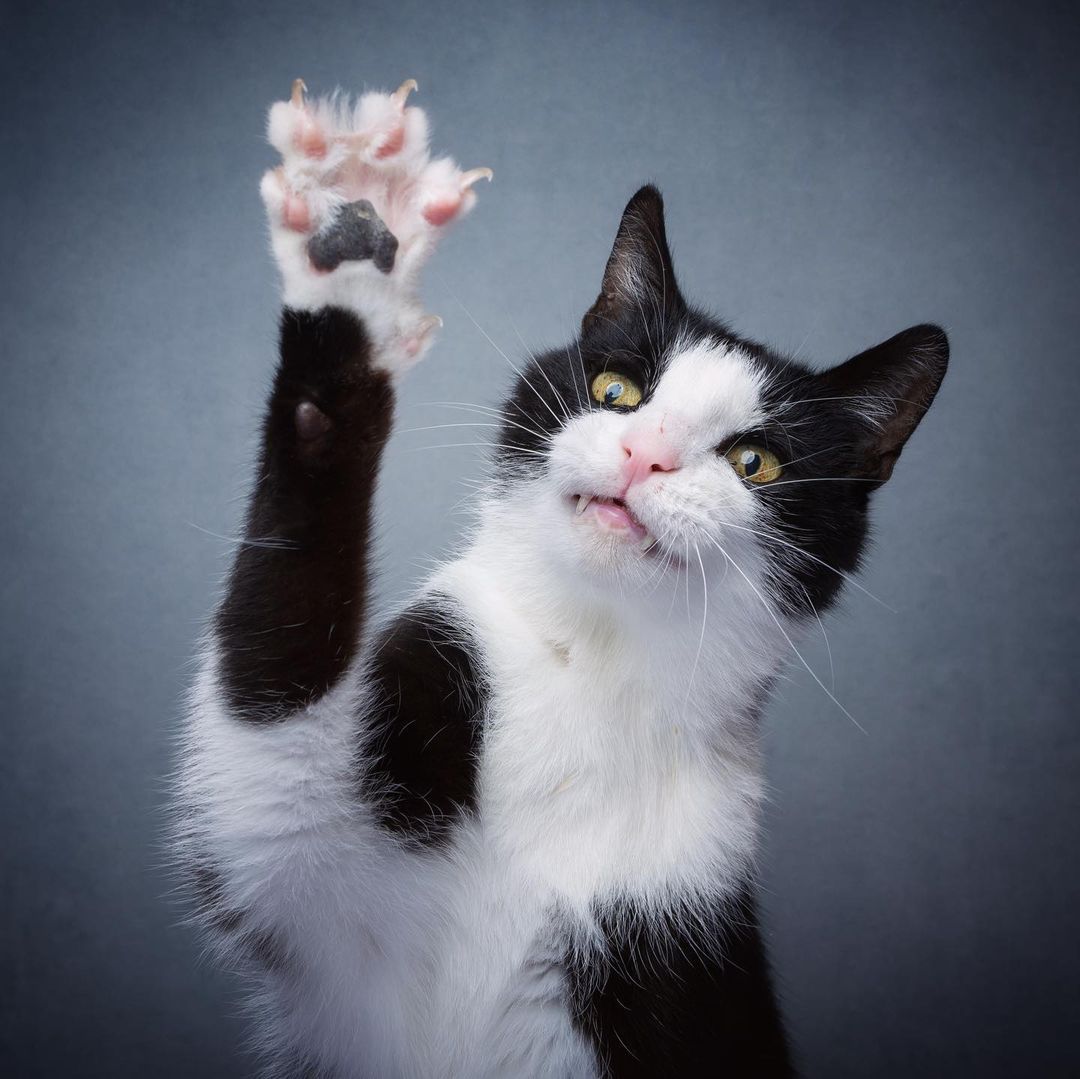 Catographer Nils Jacobi Captures Whimsical Cat Portrait » Design You ...