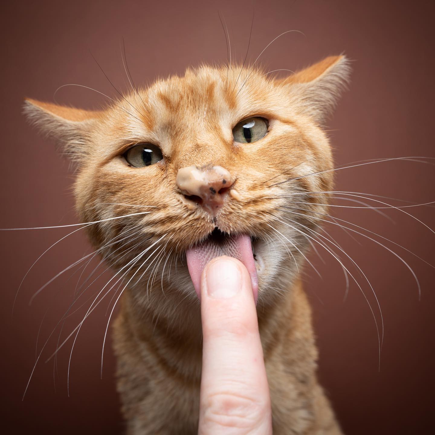 Catographer Nils Jacobi Captures Whimsical Cat Portrait » Design You ...