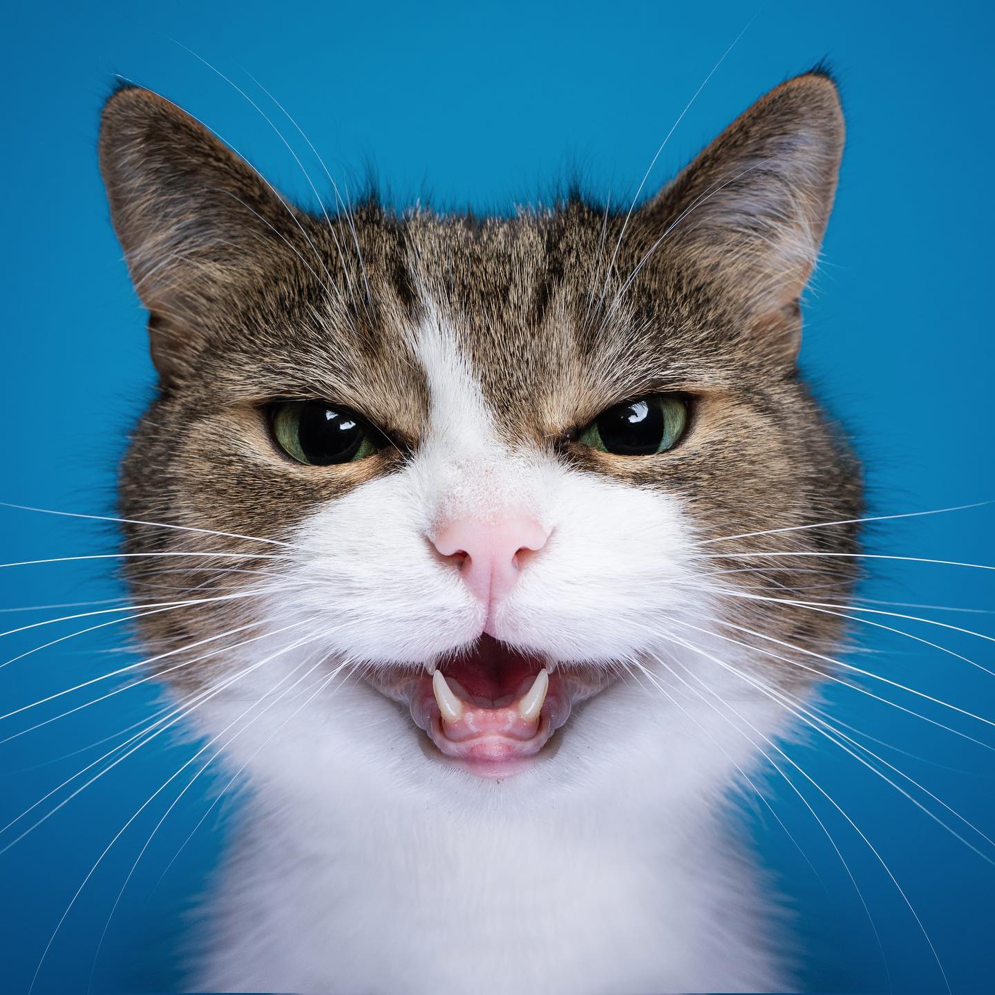 Catographer Nils Jacobi Captures Whimsical Cat Portrait » Design You ...