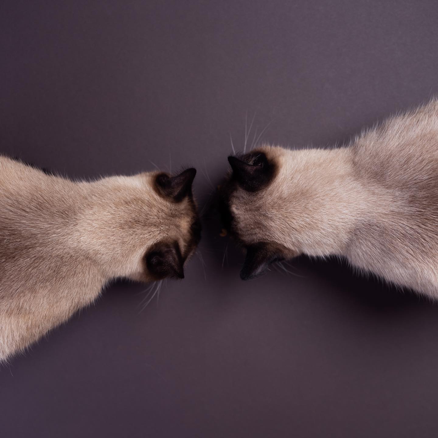 Catographer Nils Jacobi Captures Whimsical Cat Portrait » Design You ...