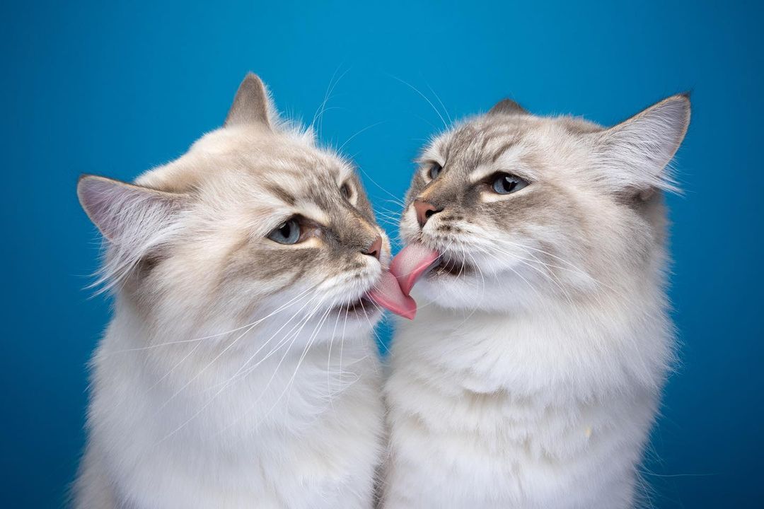 Catographer Nils Jacobi Captures Whimsical Cat Portrait » Design You ...