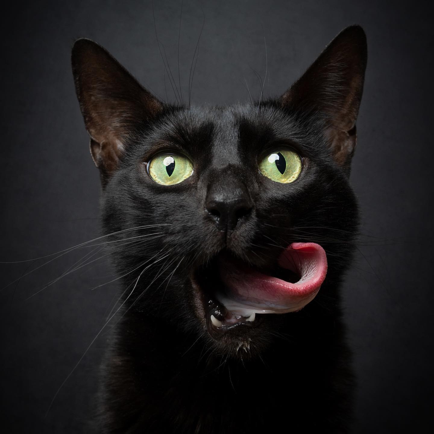 Catographer Nils Jacobi Captures Whimsical Cat Portrait » Design You ...