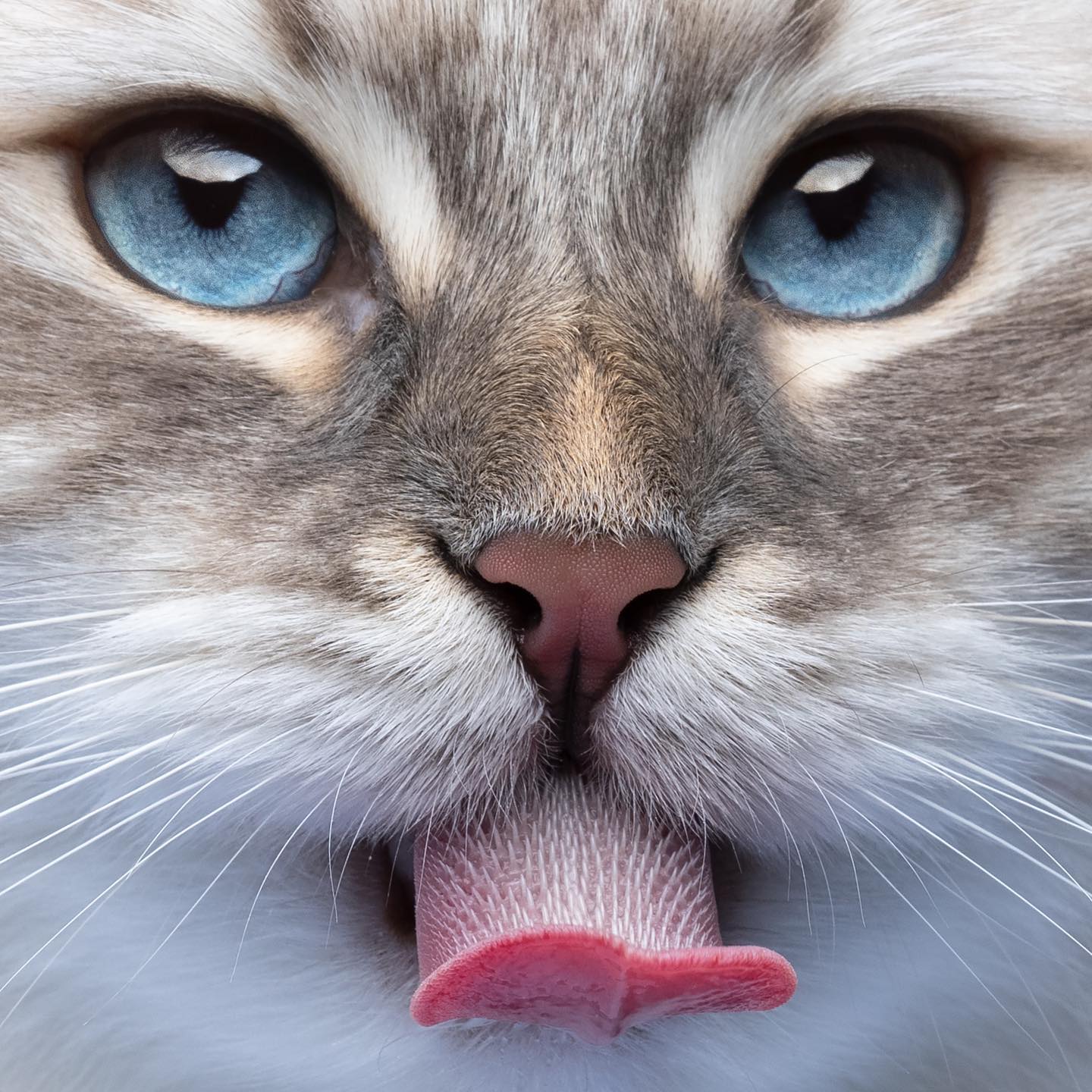 Catographer Nils Jacobi Captures Whimsical Cat Portrait » Design You ...