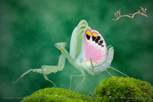 Mantis Mayhem: Wildlife Photographer Gets Up Close and Personal with ...
