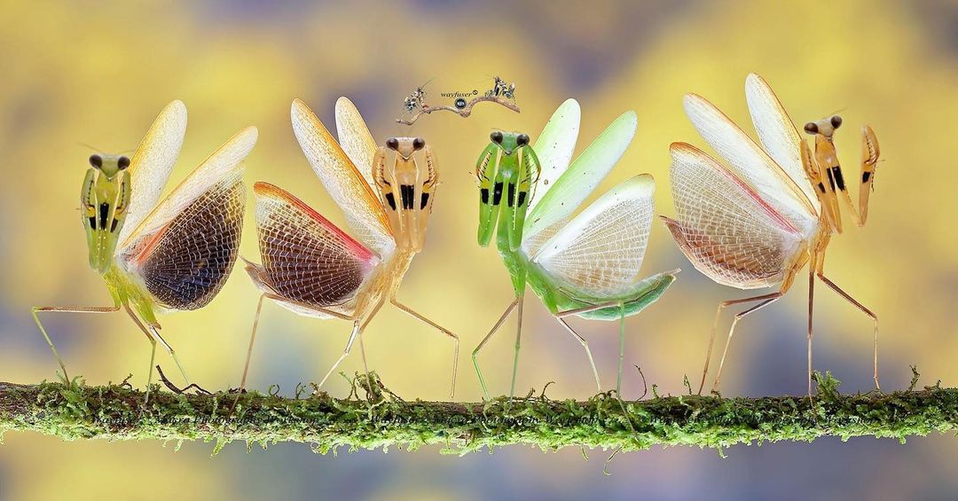 Mantis Mayhem: Wildlife Photographer Gets Up Close and Personal with ...